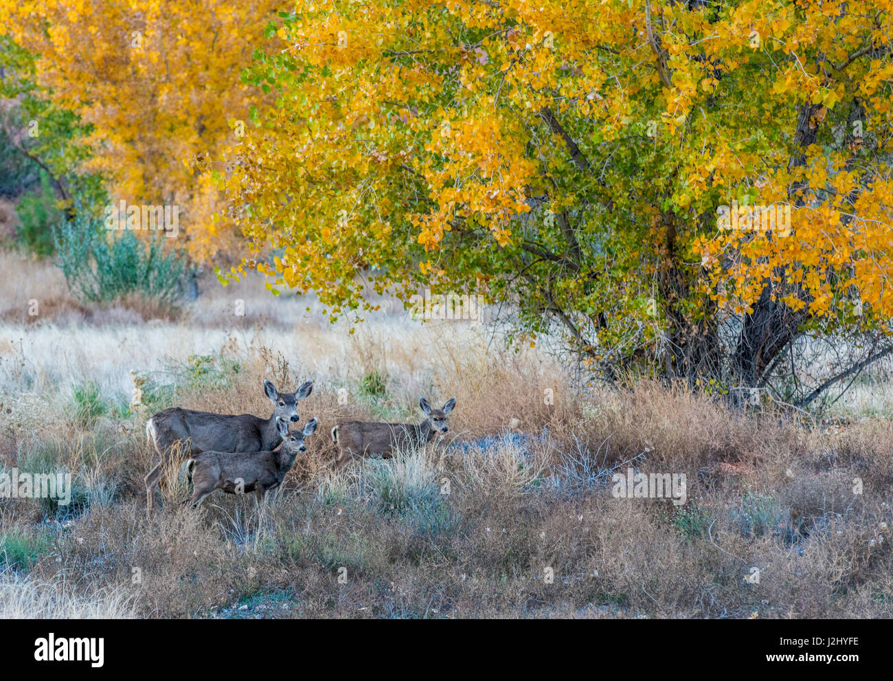 Mother and young Mule deer near Moab Utah. (Large format sizes ...