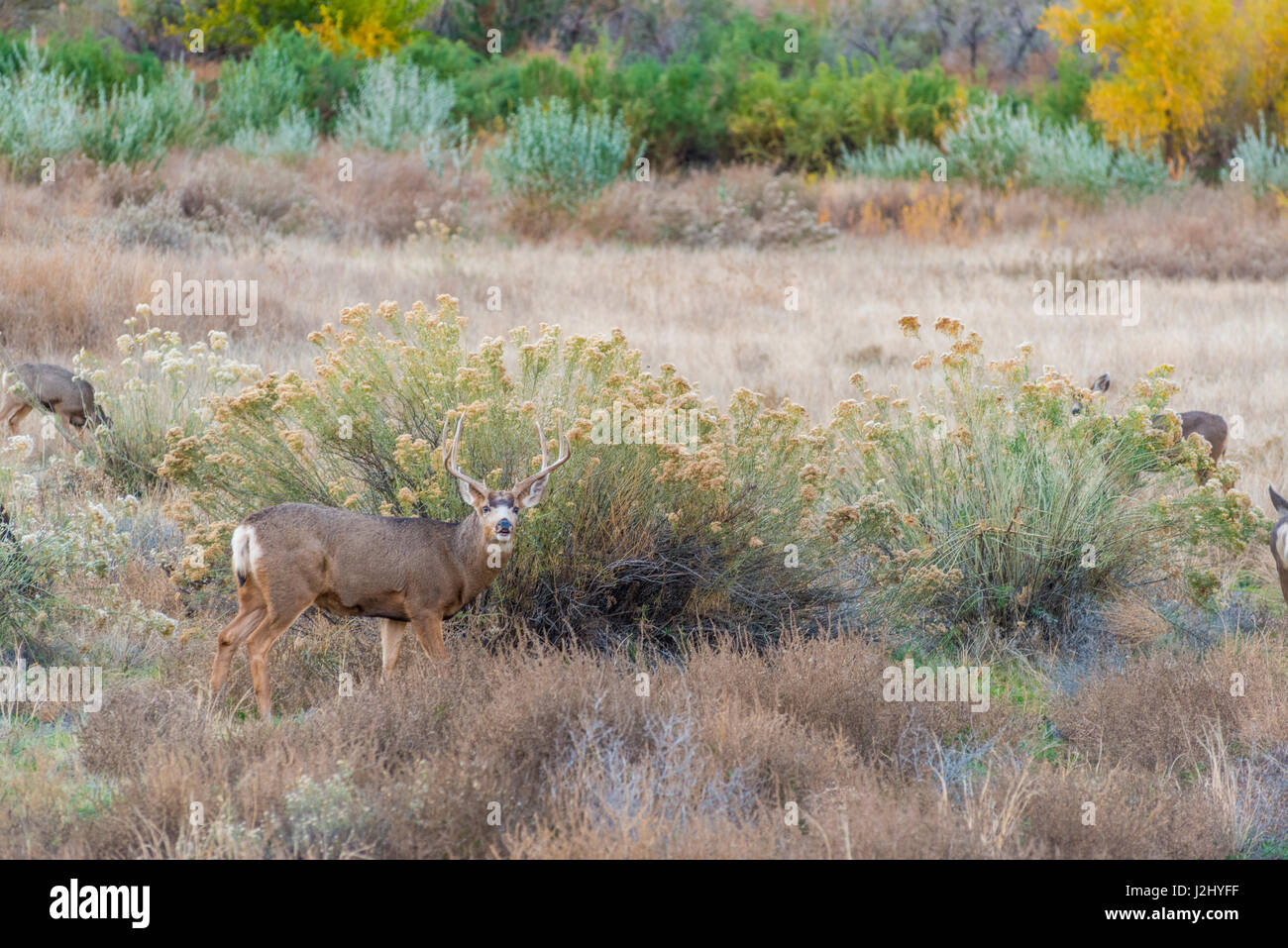 Deer outside of Moab, Utah (Large format sizes available Stock Photo ...