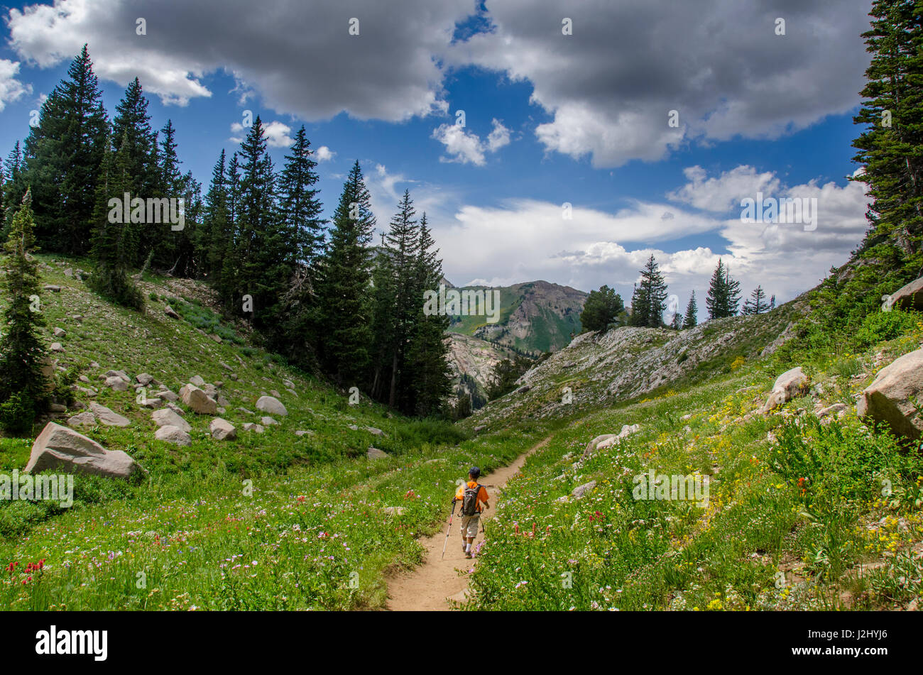 Boy hiking in the Albion basin, Uinta Wasatch Cache Mountains, Utah (MR ...