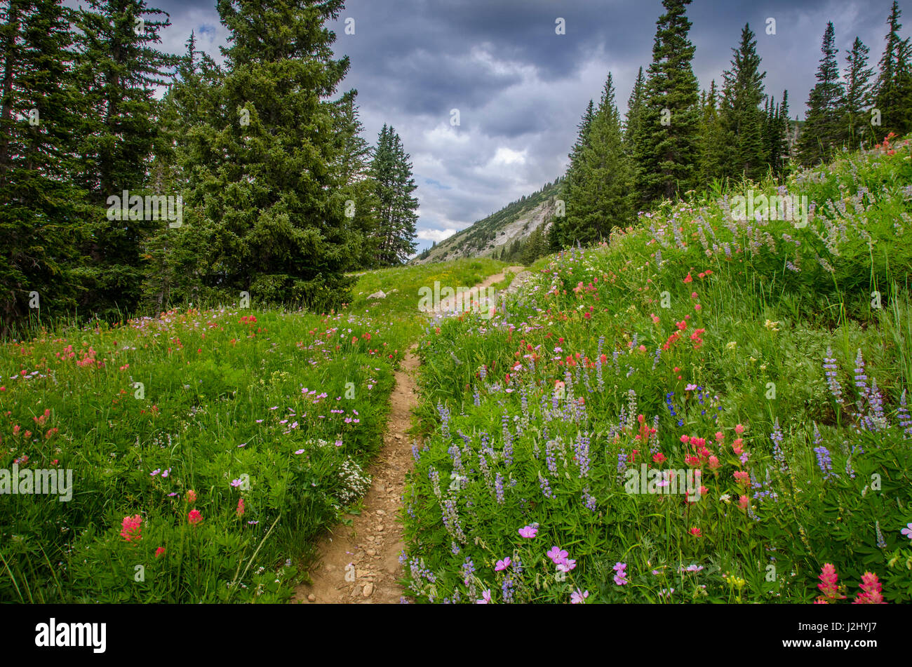 Wildflowers in the Albion basin, Uinta Wasatch Cache Mountains, Utah ...