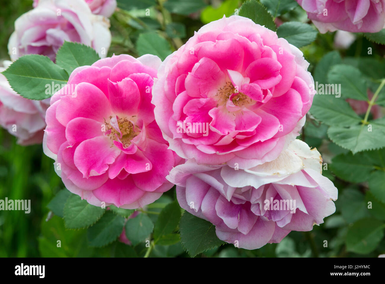 Close-up of roses, Utah (Large format sizes available Stock Photo - Alamy