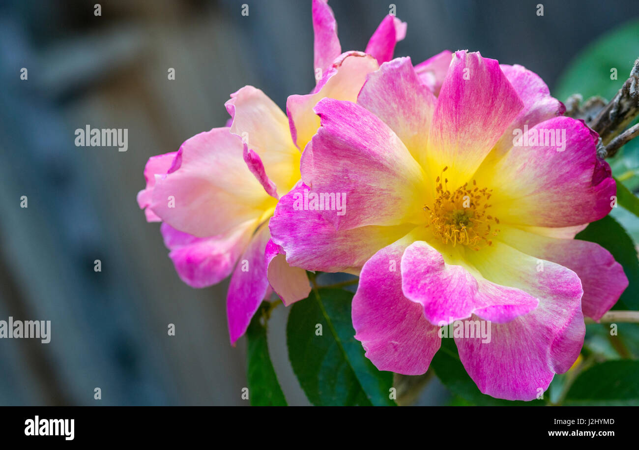 Large roses hi-res stock photography and images - Alamy