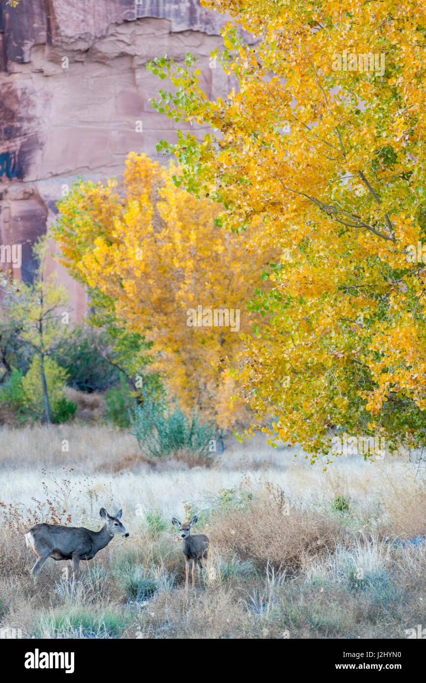 Deer outside of Moab, Utah (Large format sizes available Stock Photo ...