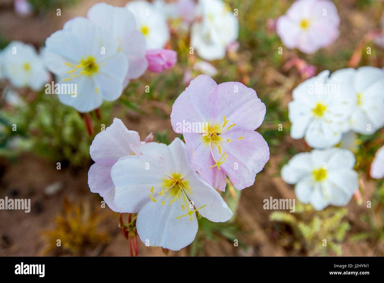 Evening Primrose in Grand Staircase Escalante National Monument. (Large ...