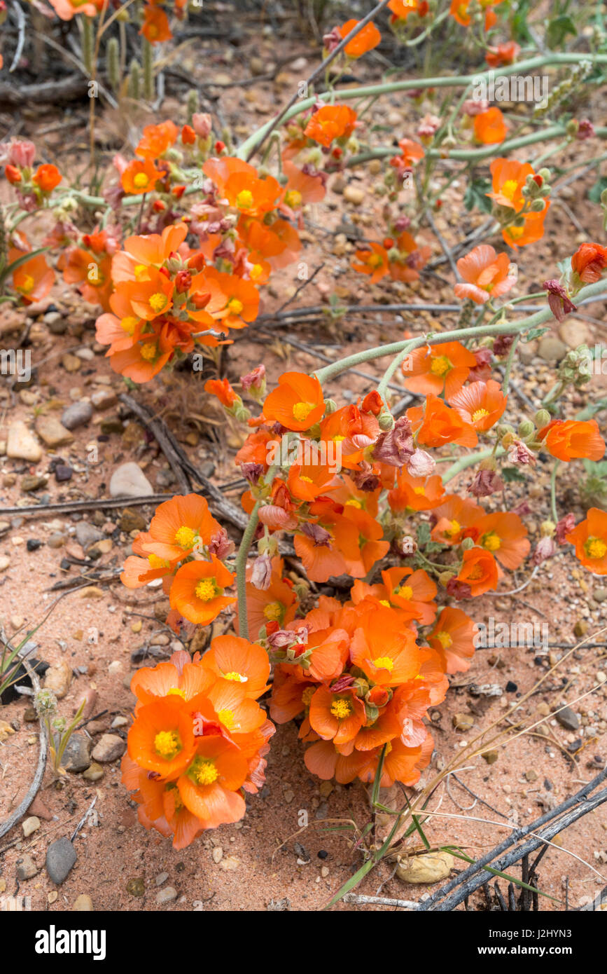 Desert Globemallow flower in Grand Staircase National Monument. (Large ...