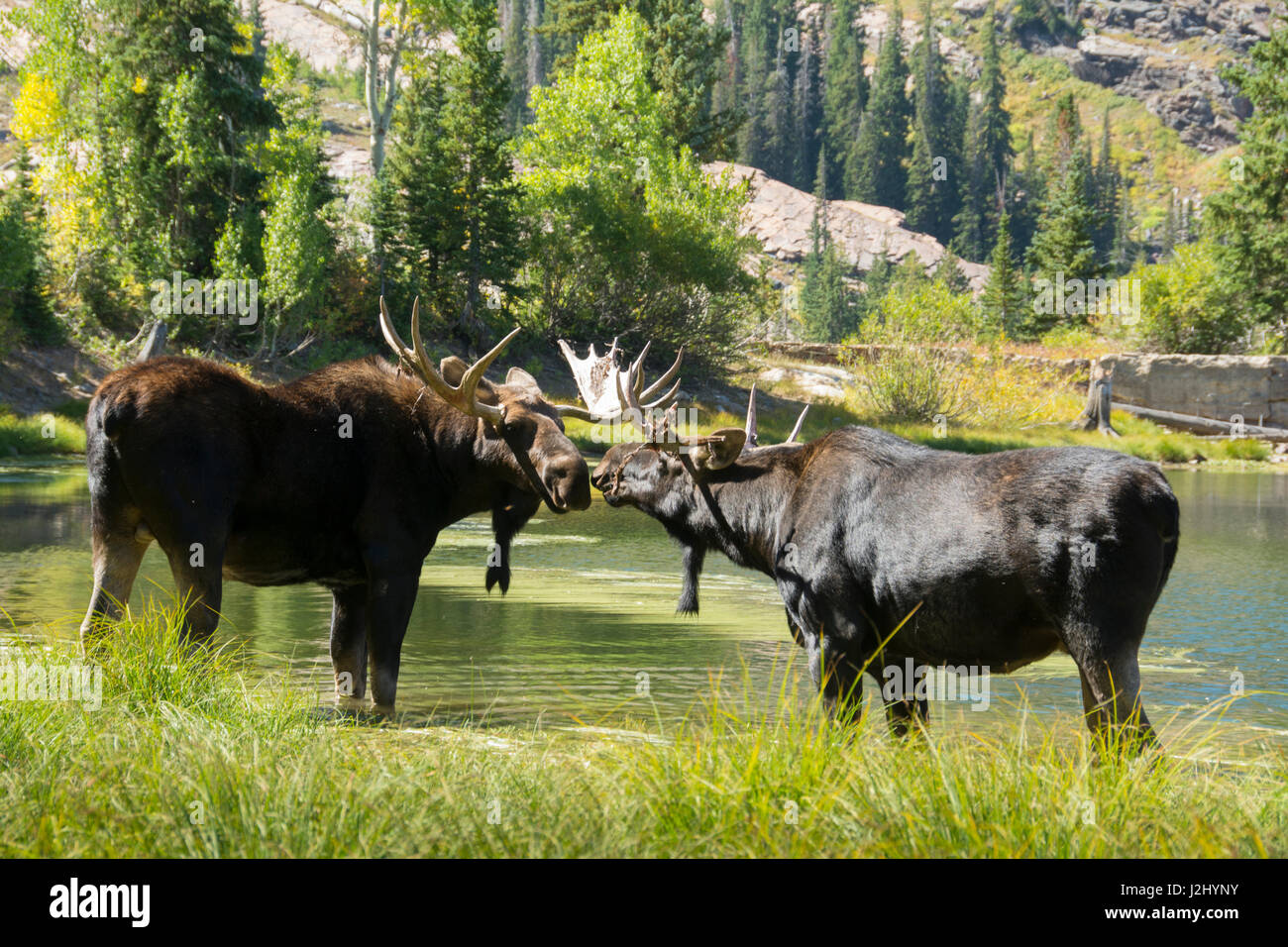 Moose in Uintah Wasatch Cache National Forest, Utah Stock Photo - Alamy