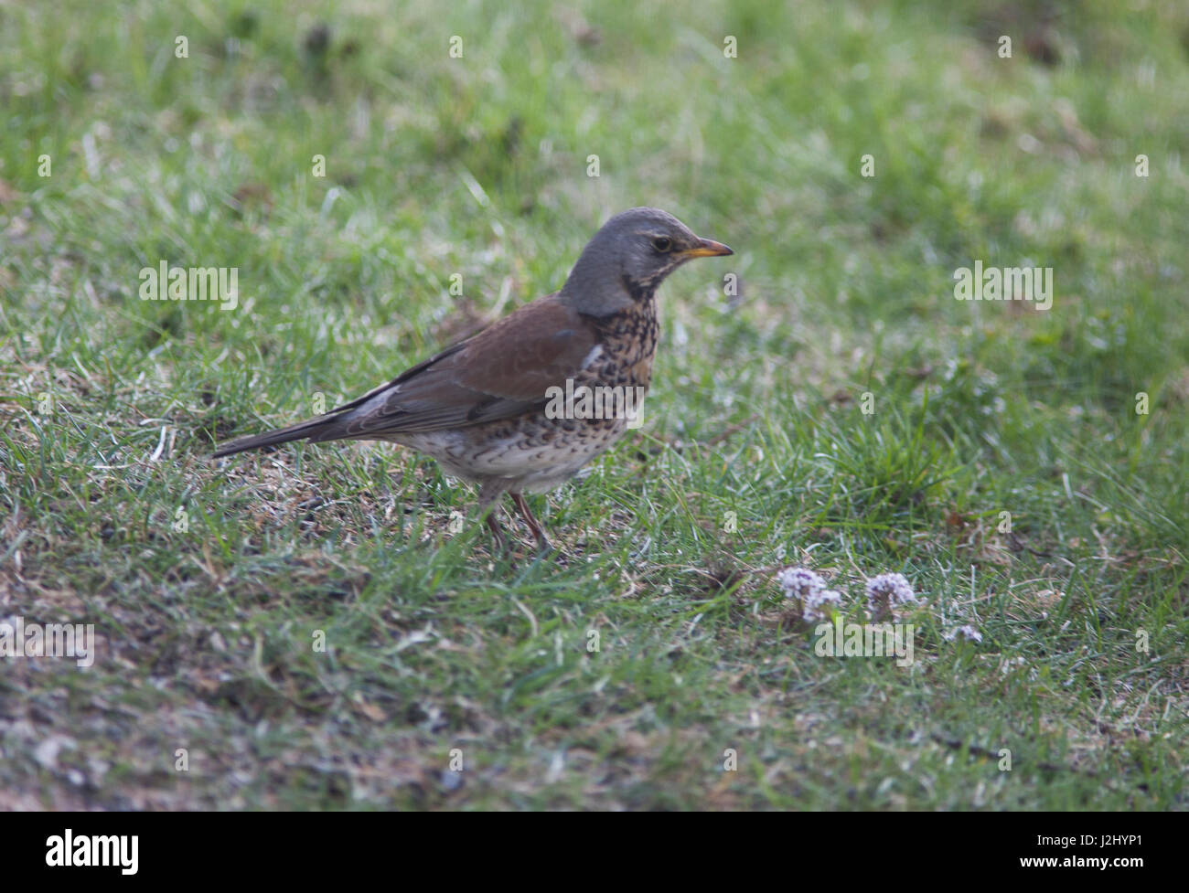Garden and grass hi-res stock photography and images - Alamy