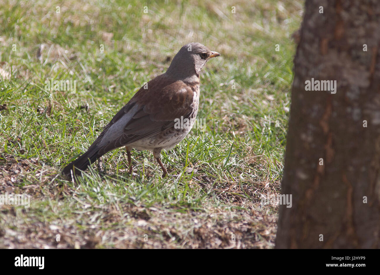 FIELDFARE in garden 2017 Stock Photo - Alamy