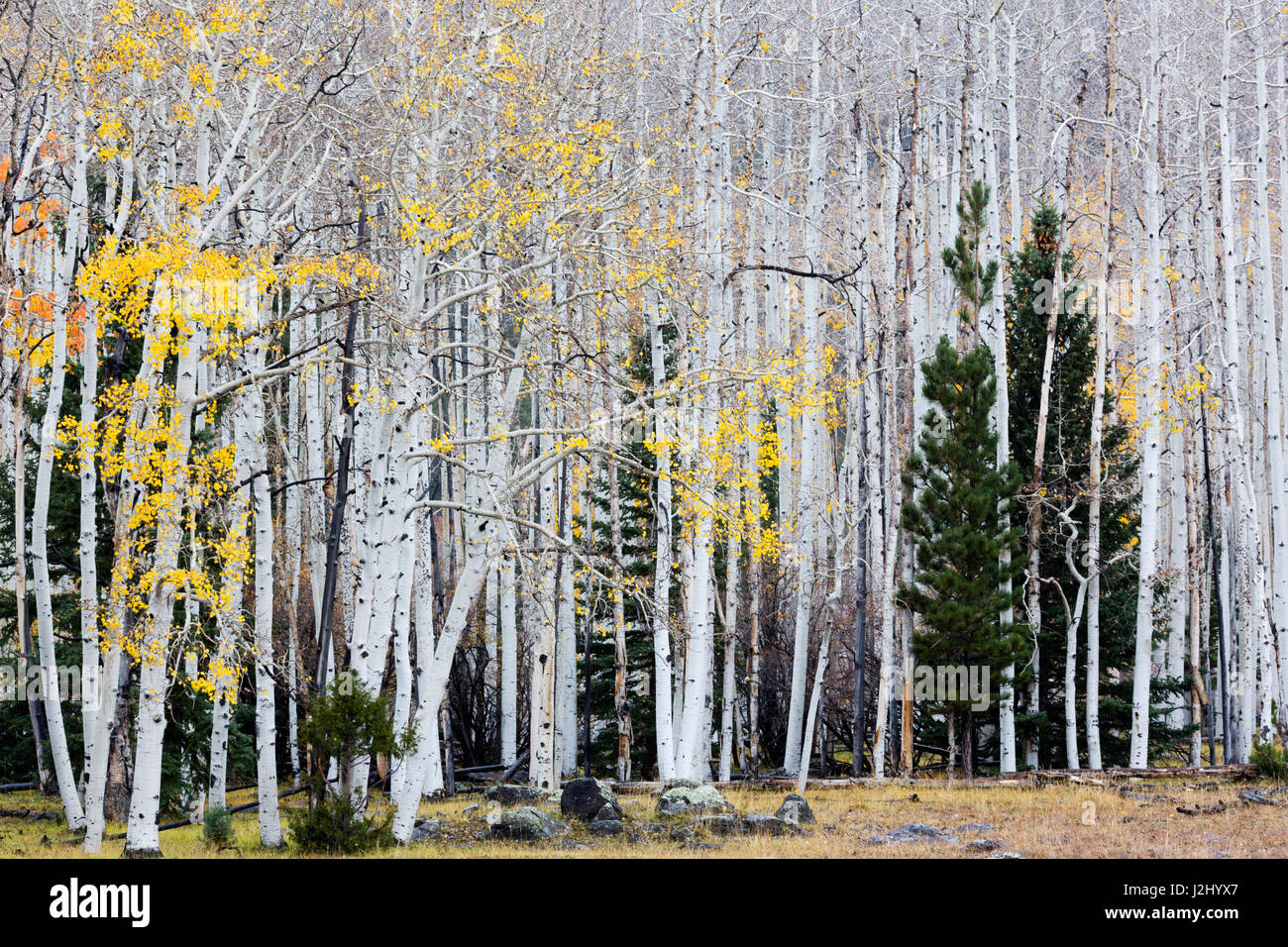 Utah, Dixie National Forest, aspen forest along highway 12 Stock Photo ...
