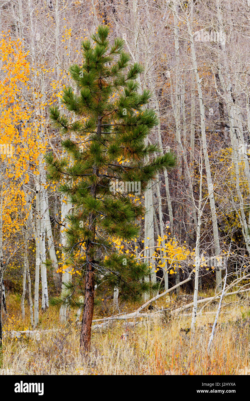 Utah, Dixie National Forest, aspen forest along highway 12 Stock Photo ...