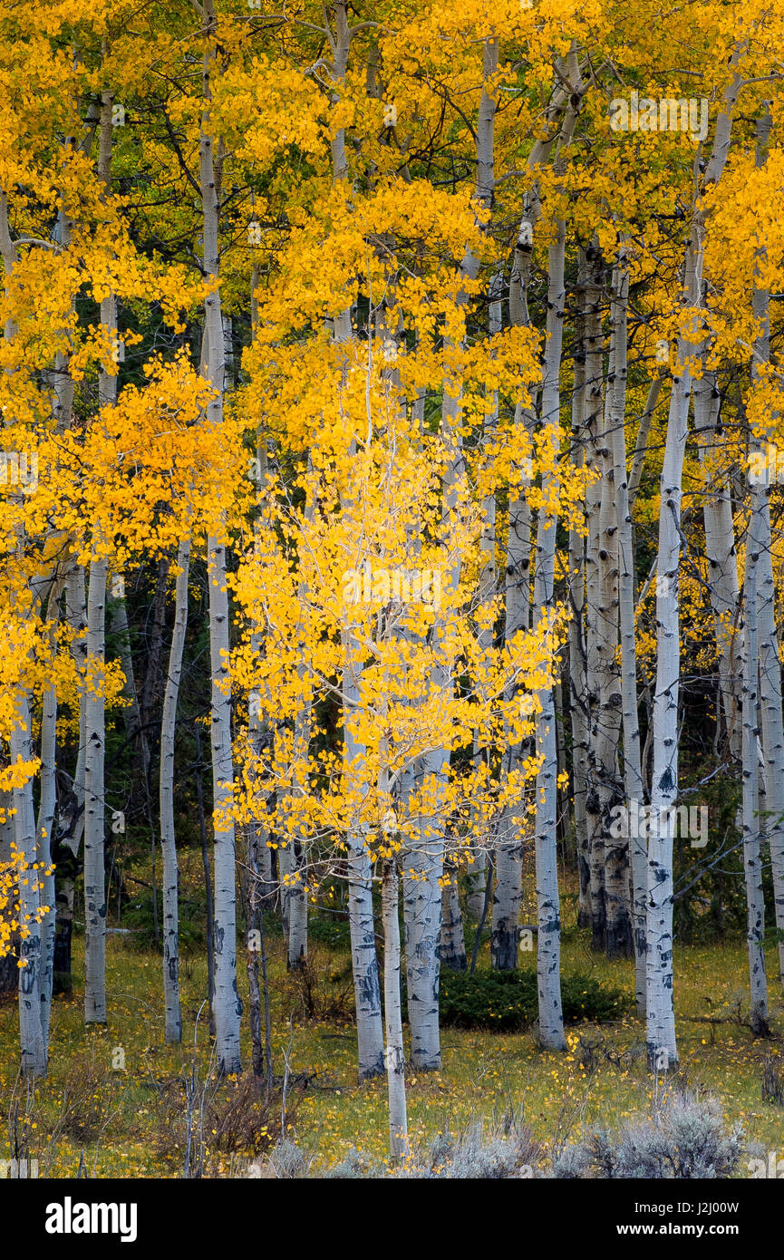 USA, Utah. Yellow Aspen, Flaming Gorge national recreation Area Stock ...