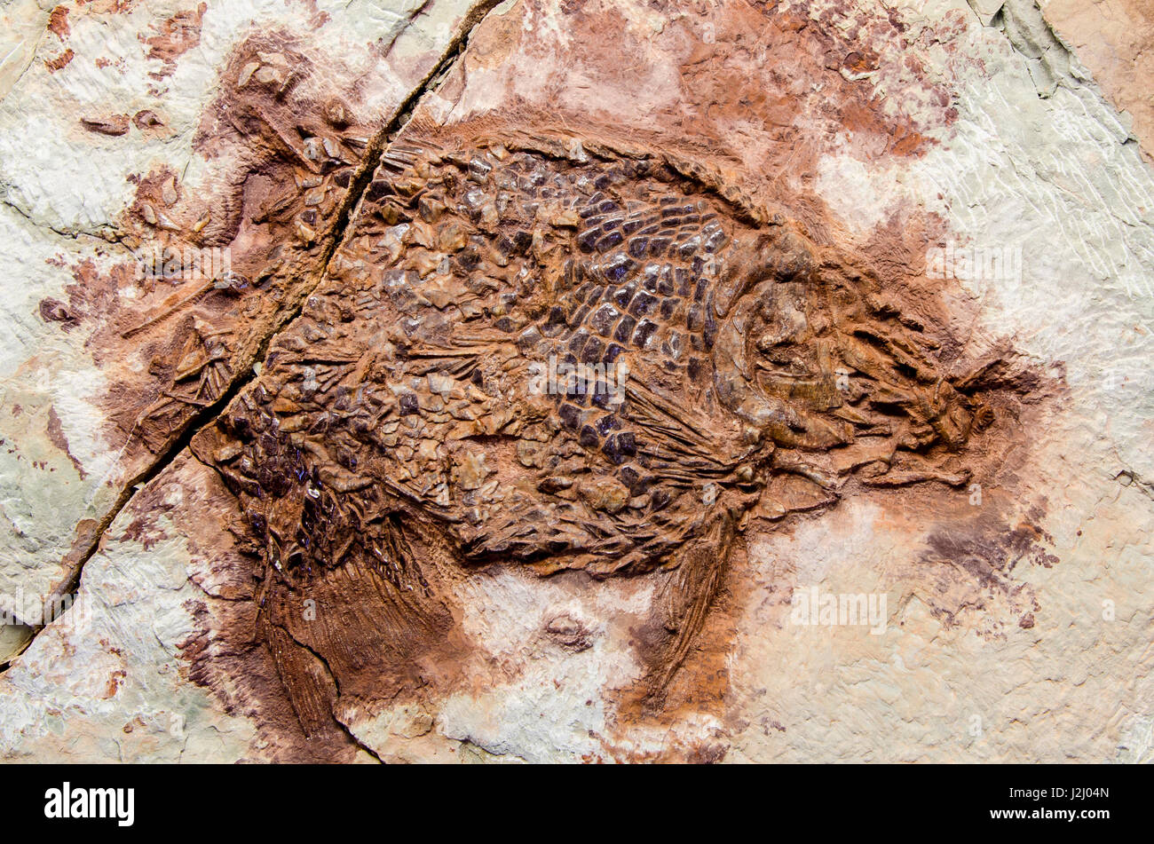 Semionotus fish fossil at Dinosaur Discovery, Johnson Farm, St. George ...