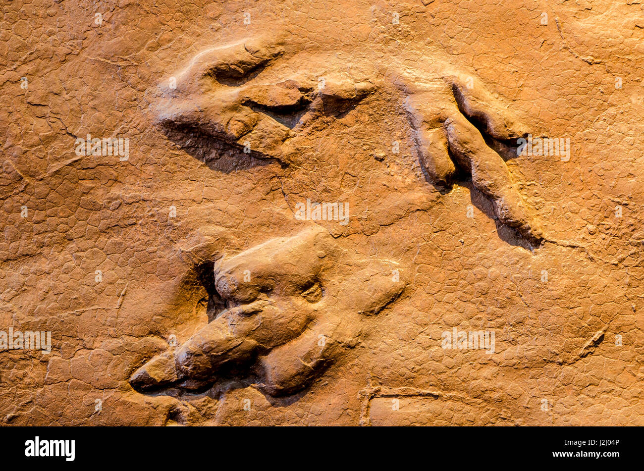 Dinosaur tracks hi-res stock photography and images - Alamy