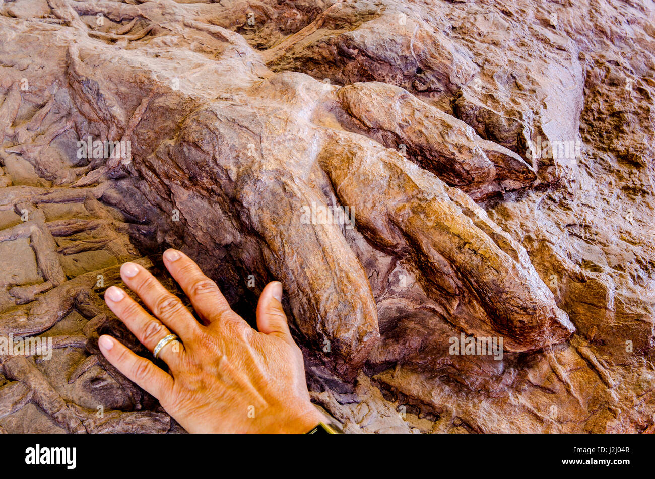 Dinosaur tracks at Dinosaur Discovery, Johnson Farm, St. George, Utah ...