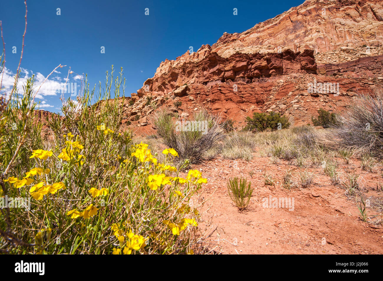 Yellow desert wild flowers, Capitol Reef National Park, Utah, USA Stock ...