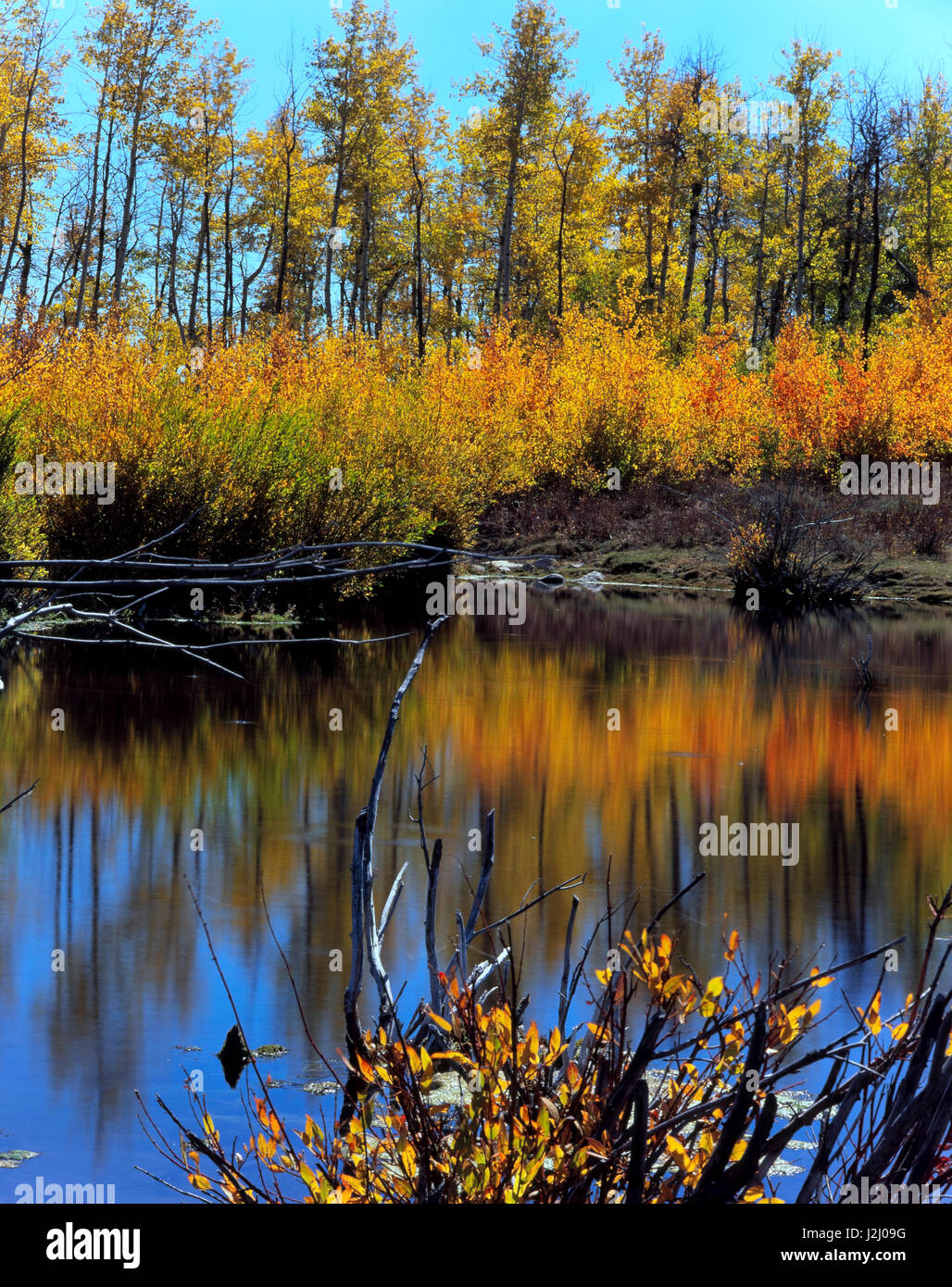 Wasatch cache national forest bush hi-res stock photography and images ...