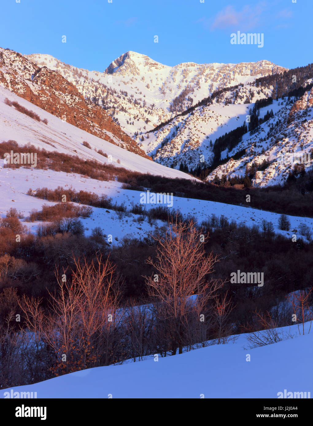 Utah. USA. Maple trees in deep snow in Cherry Creek Canyon in winter ...