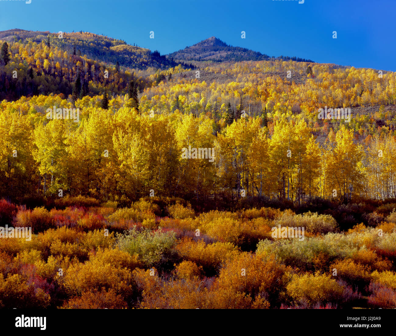 Utah. USA. Willows and aspen trees in autumn. Steam Mill Peak in ...