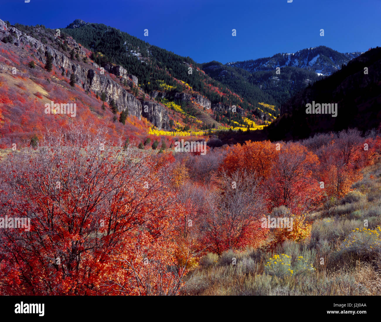 Utah. USA. Maples, aspen, conifers, and sagebrush in autumn. Mill ...