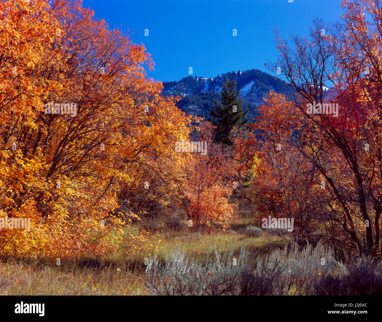 Maple trees in wasatch mountains hi-res stock photography and images ...