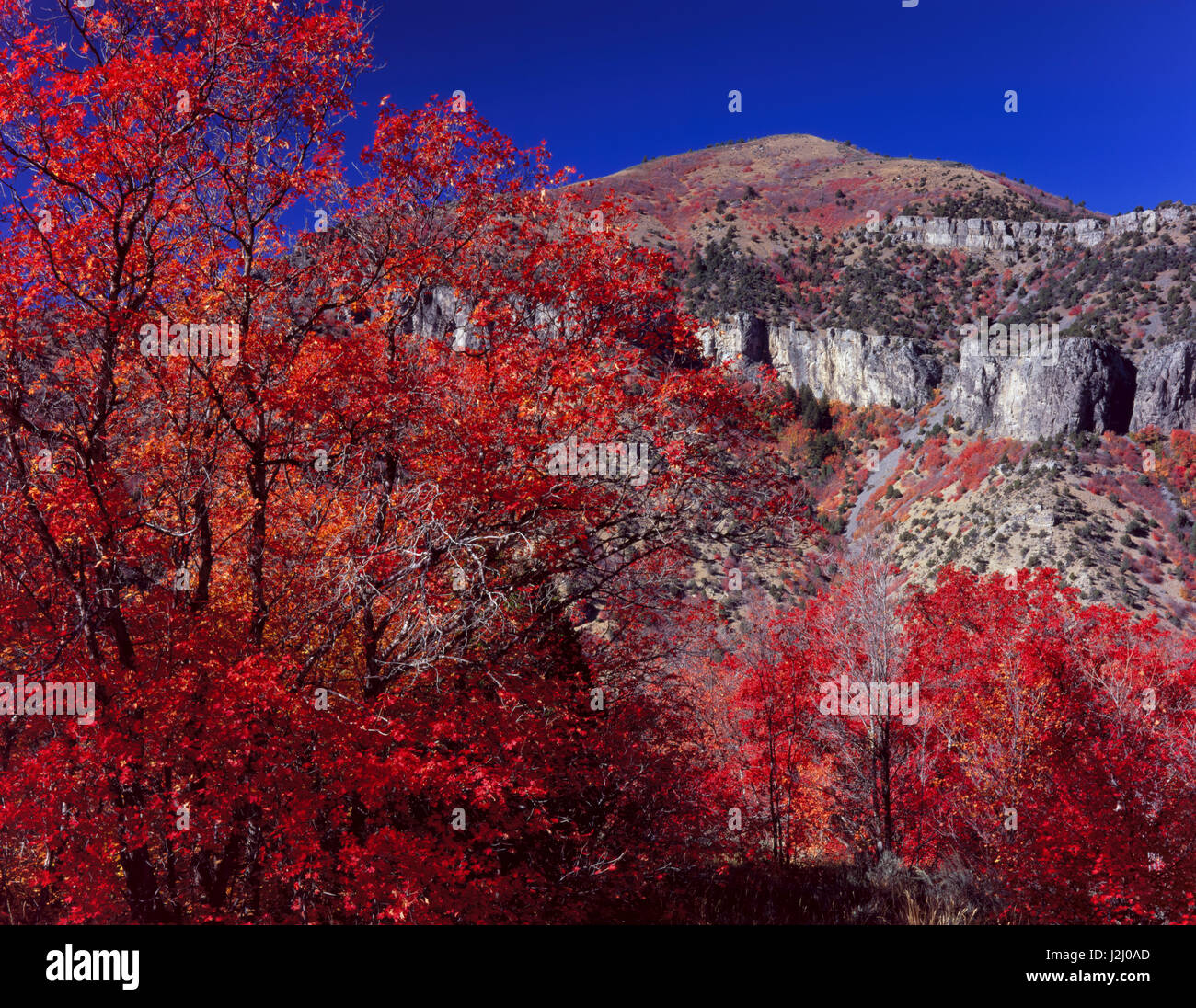 Maple trees in wasatch mountains hi-res stock photography and images ...