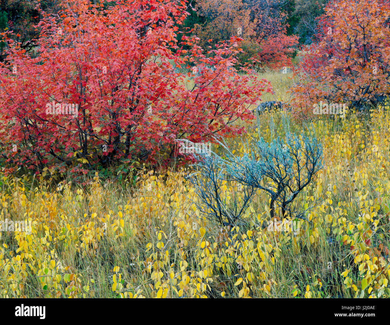 Wasatch cache national forest maple hi-res stock photography and images ...