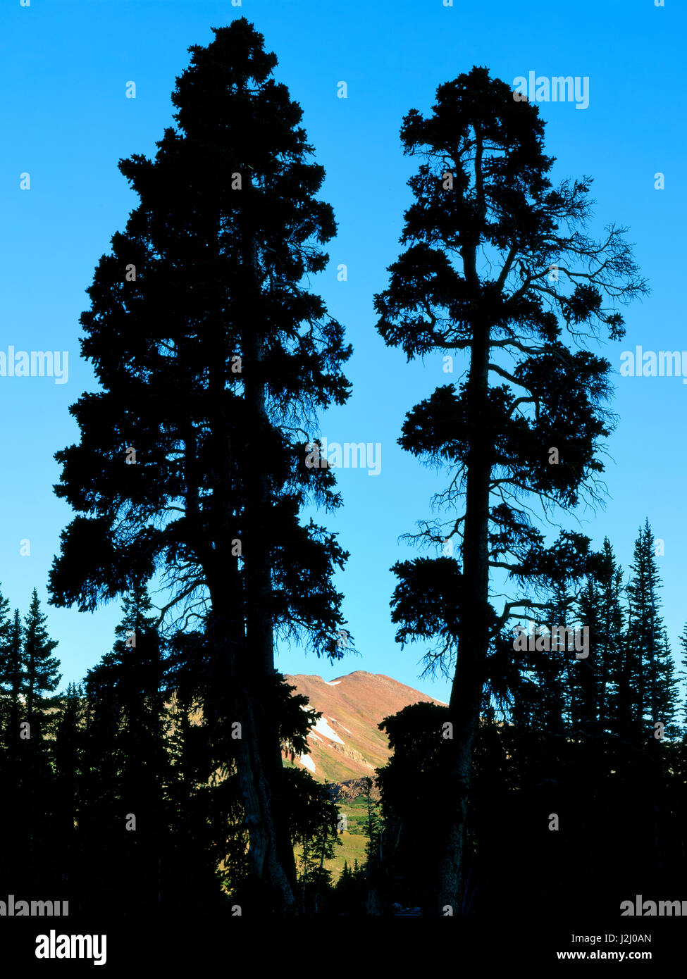 High Uintas Wilderness, Utah. USA. Old Engelmann spruce trees (Picea ...