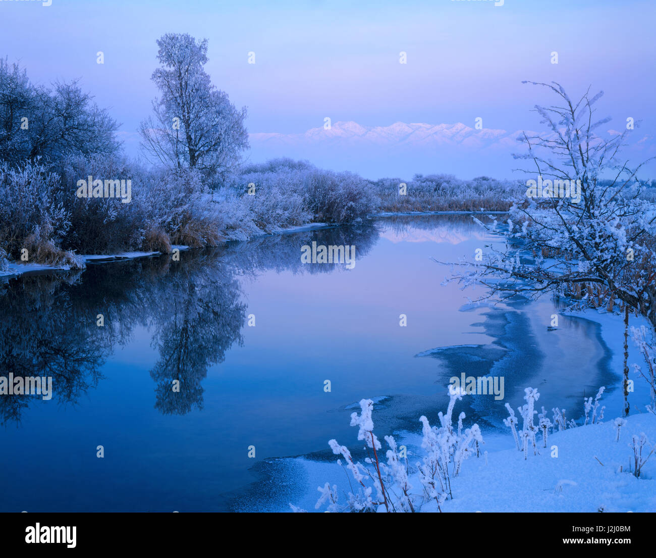 Utah. USA. Snow and frost on riparian vegetation along the Logan River ...