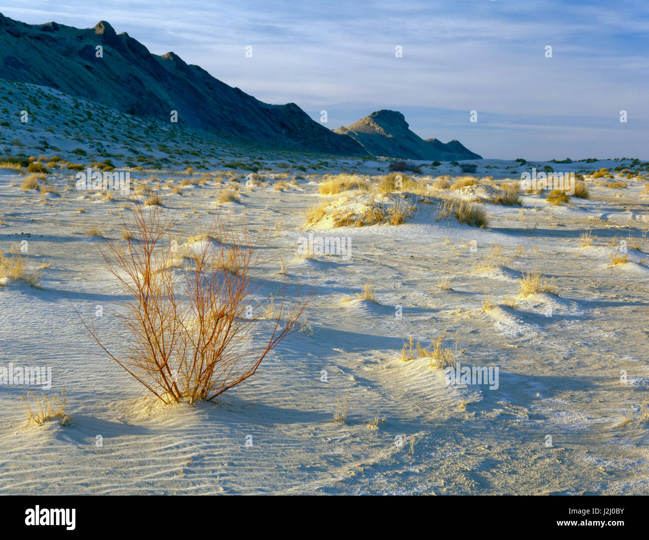 Utah. USA. Wind-blown sand and tamarisk bush in winter. Knolls. Tooele ...