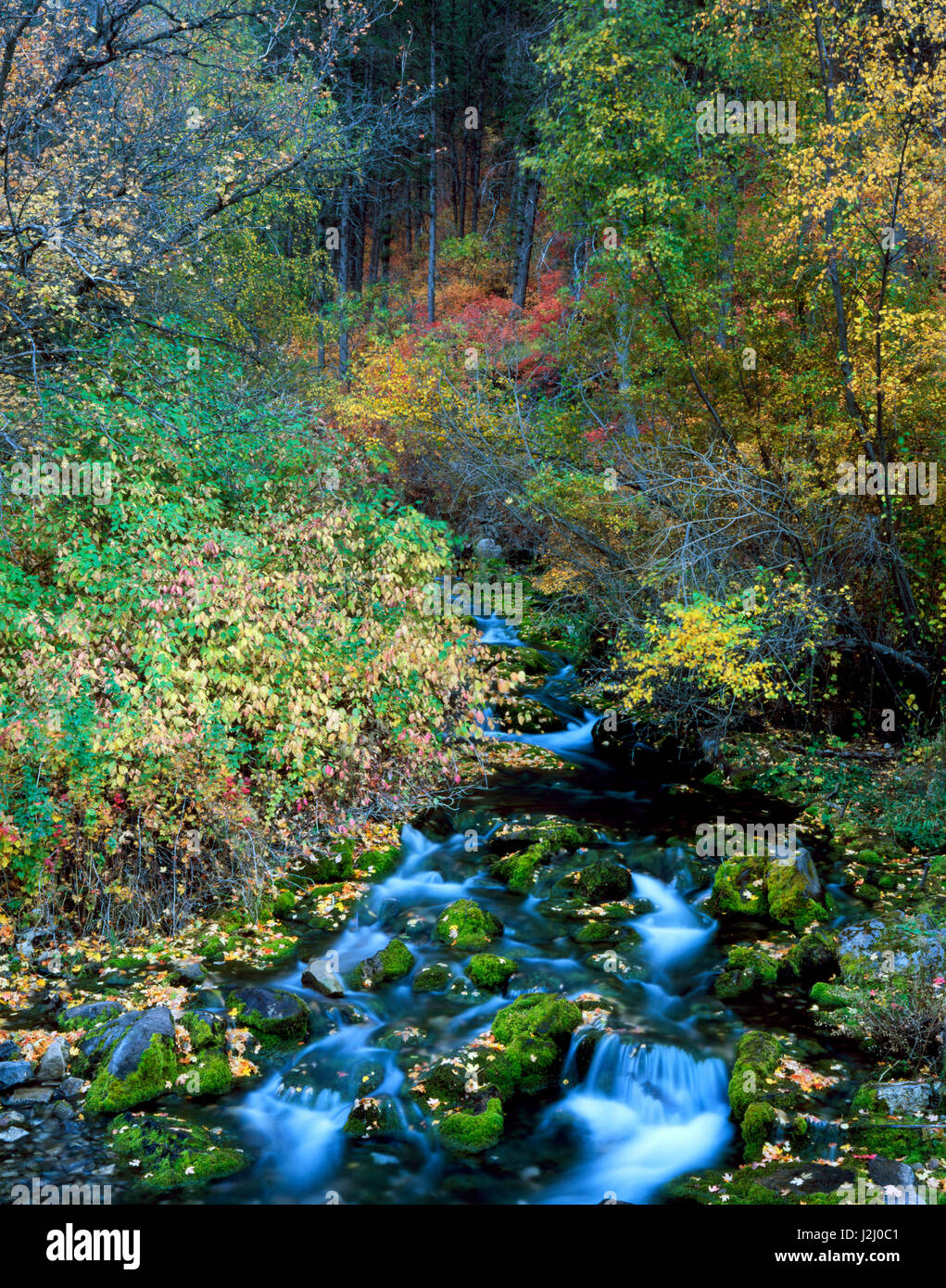 Wasatch cache national forest bush hi-res stock photography and images ...