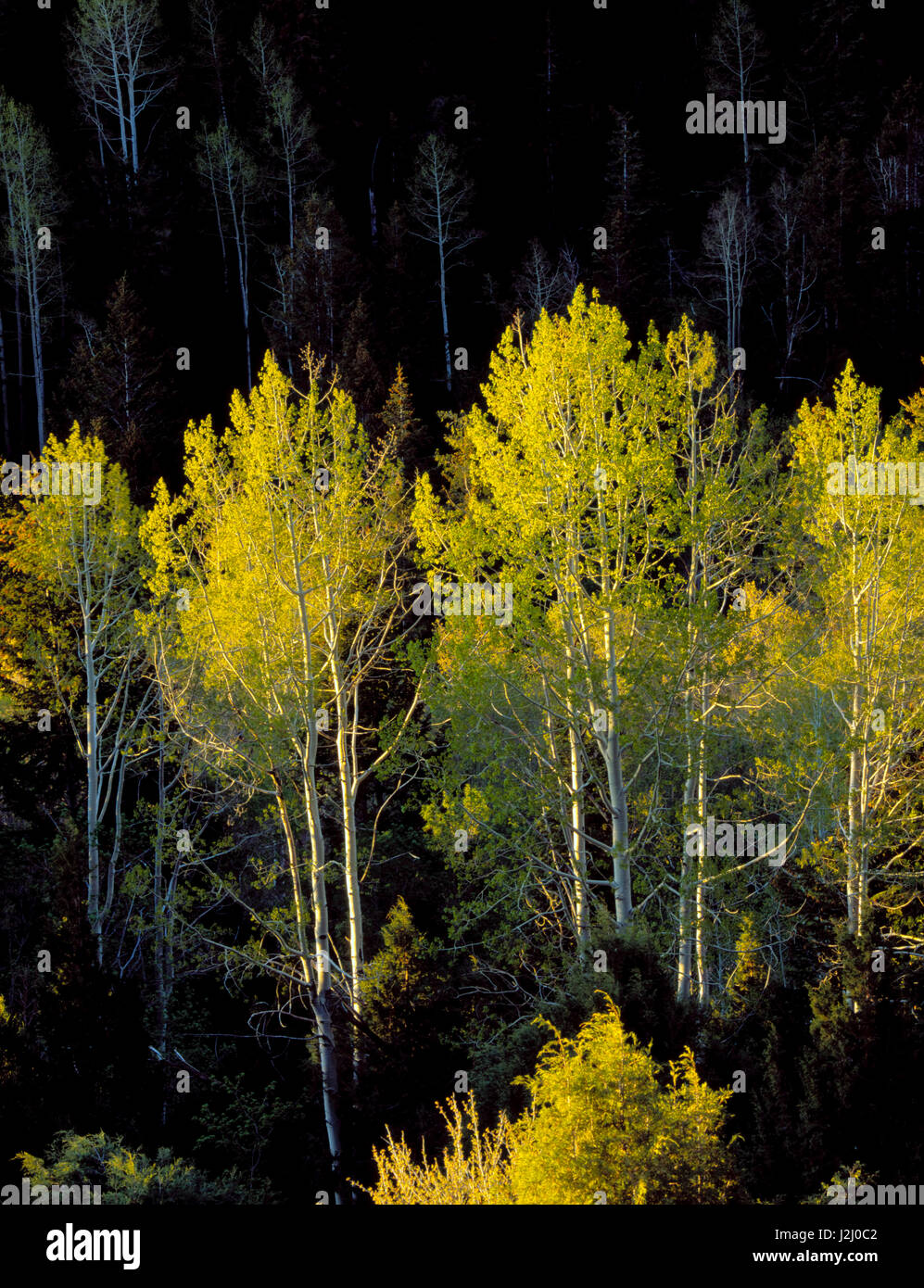 Aspen populus tremuloides trees in spring hi-res stock photography and ...