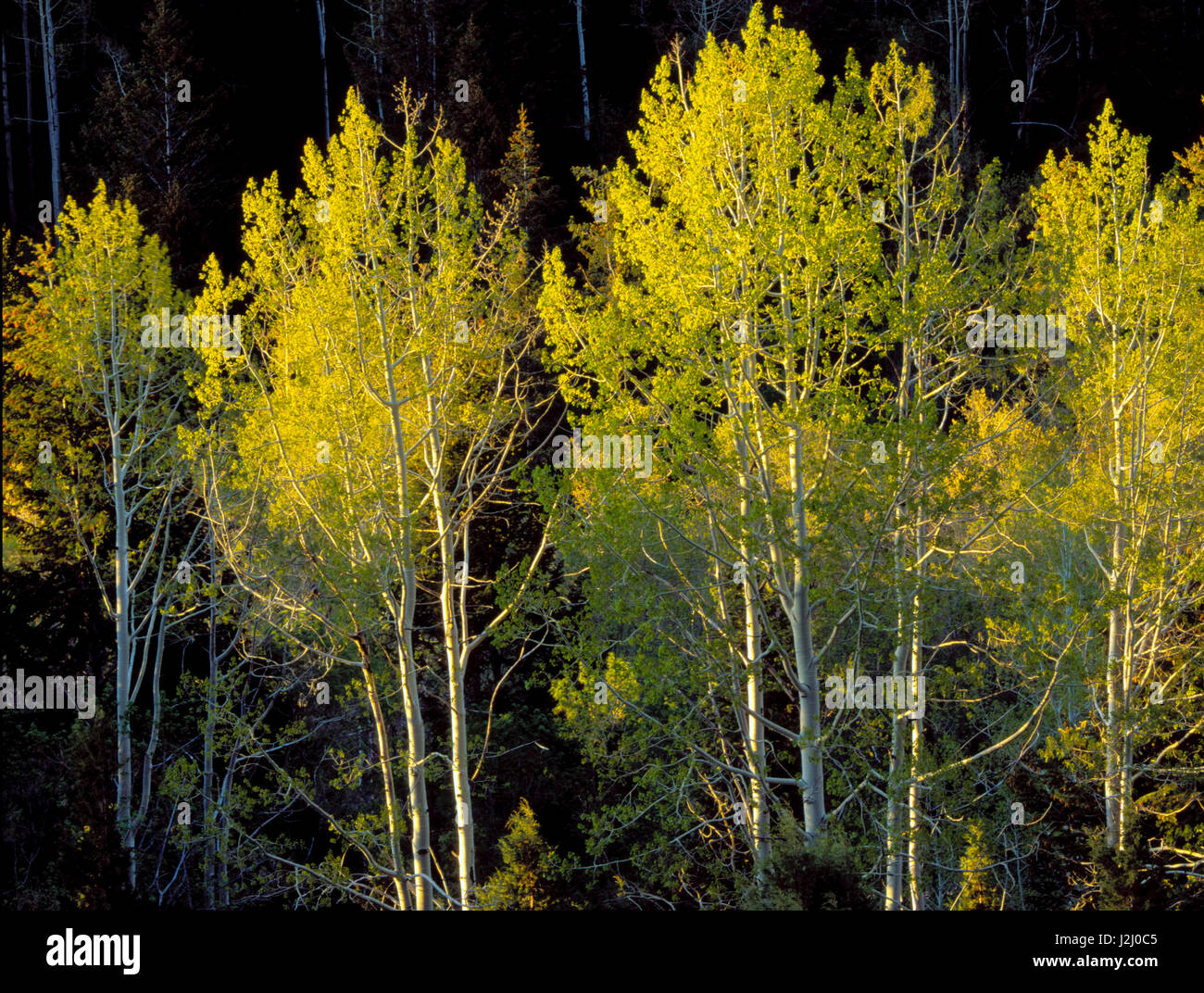 Utah. USA. Newly-leafed aspen trees (Populus tremuloides) in spring ...