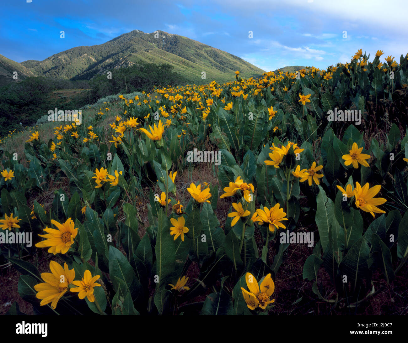 Utah. USA. Mule's ears (Wyethia amplexicaulis) in bloom in foothills of ...