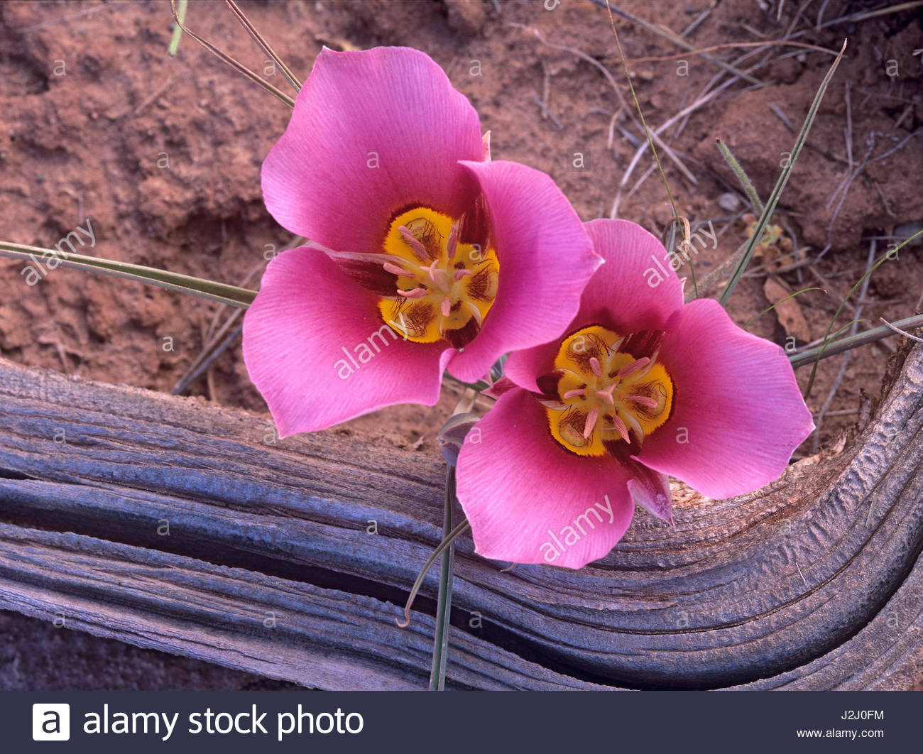 Sego Lily Flower Stock Photos & Sego Lily Flower Stock Images - Alamy
