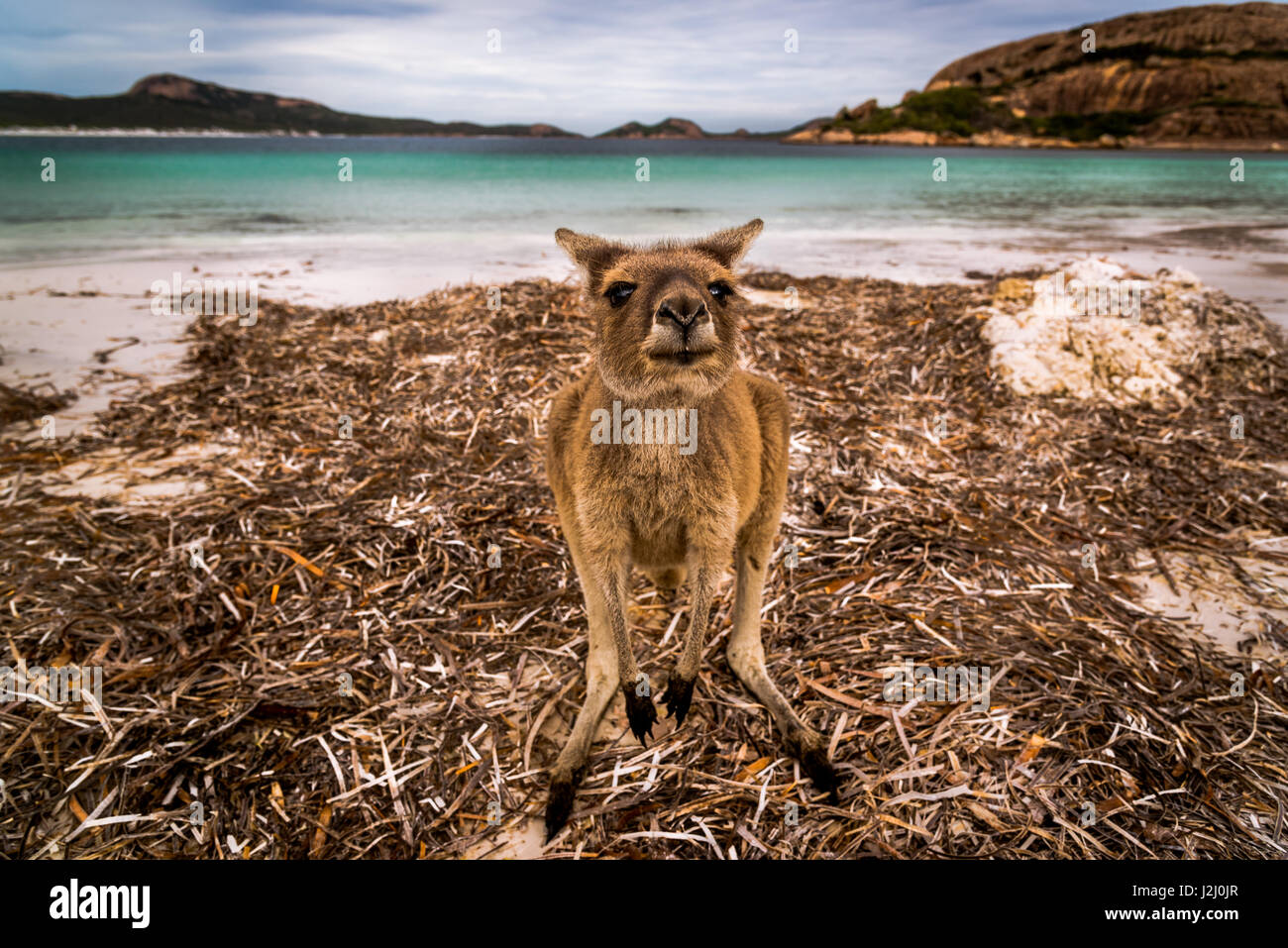 Lucky bay western australia hi-res stock photography and images - Alamy