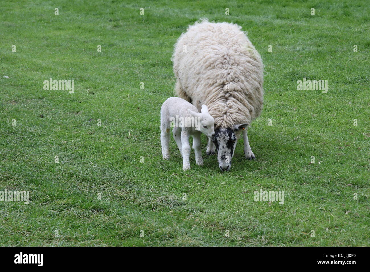 Talking sheep hi-res stock photography and images - Alamy