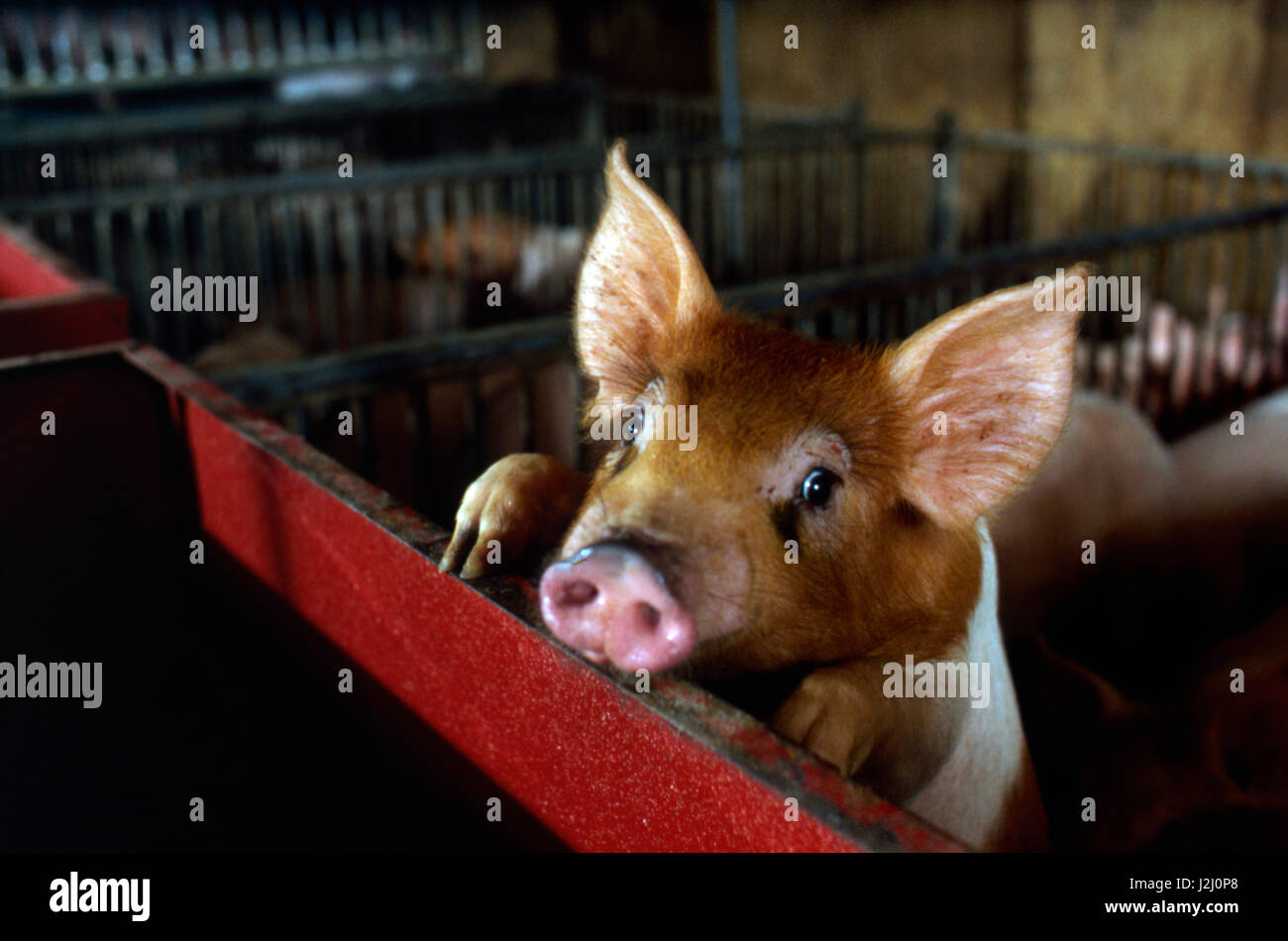 Cute little pig at a pig farm Stock Photo - Alamy