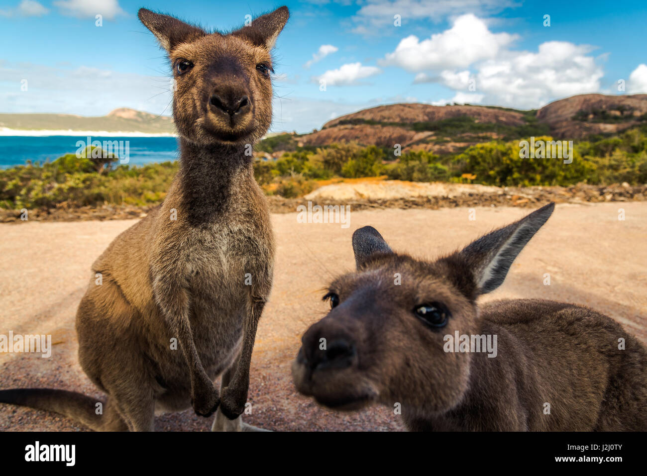 Golden wallaby hi-res stock photography and images - Alamy