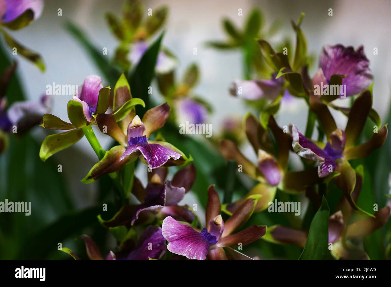 Dendrobium hybrid hi-res stock photography and images - Alamy