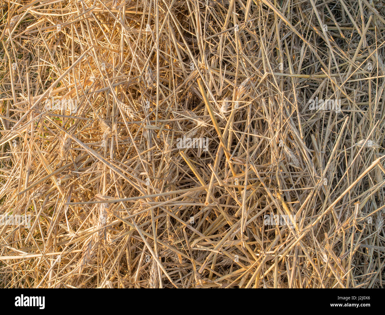 Remains of straw l in a field in rays of the setting sun Stock Photo ...
