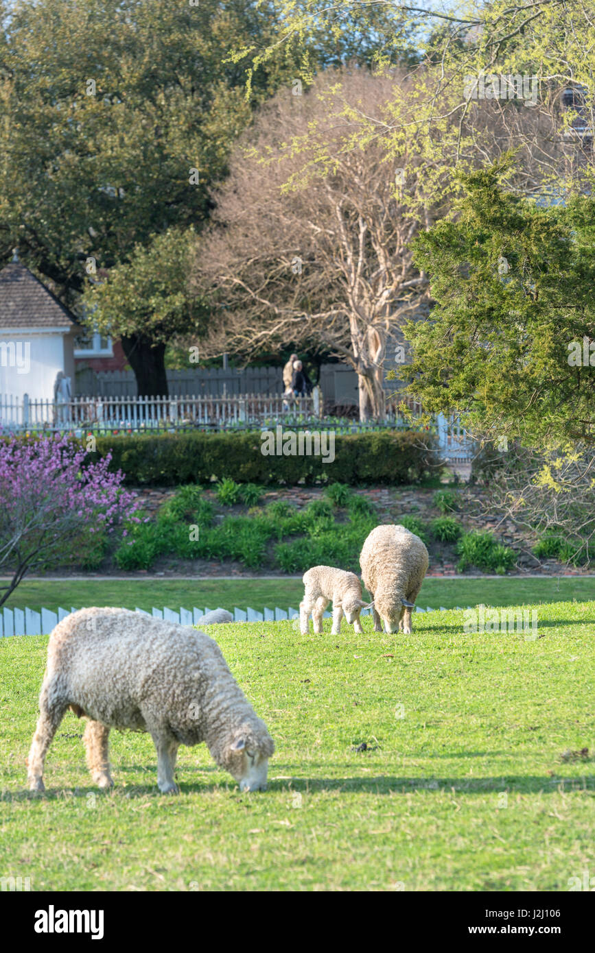 USA, Virginia, Williamsburg, Colonial Williamsburg, sheep in pasture ...