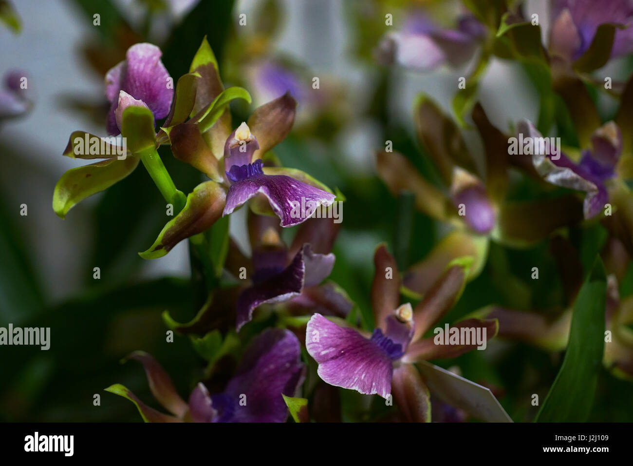 Orchid flower - dendrobium Stock Photo - Alamy