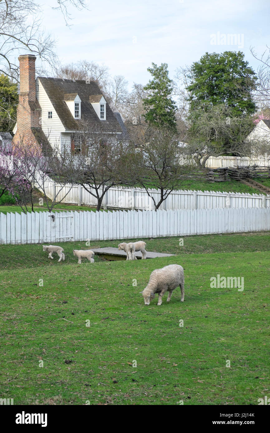 USA, Virginia, Williamsburg, Colonial Williamsburg, sheep in pasture ...