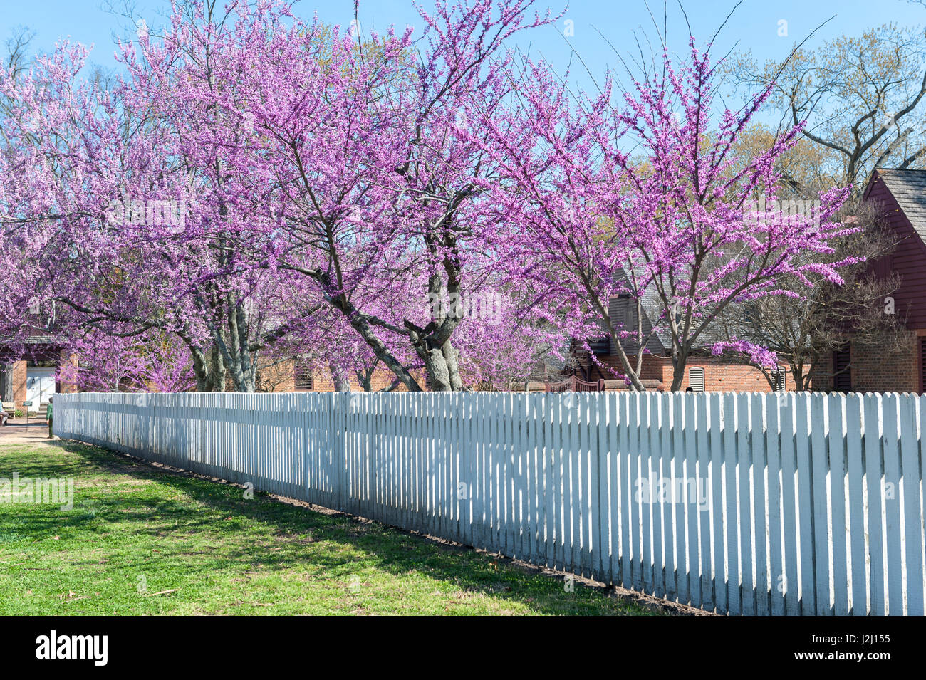 USA, Virginia, Williamsburg, Colonial Williamsburg, redbud trees Stock ...