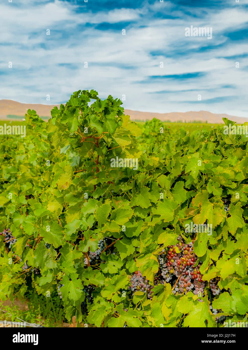 Usa, Washington State, Mattawa. Merlot grapes in Weinbau vineyard, a ...