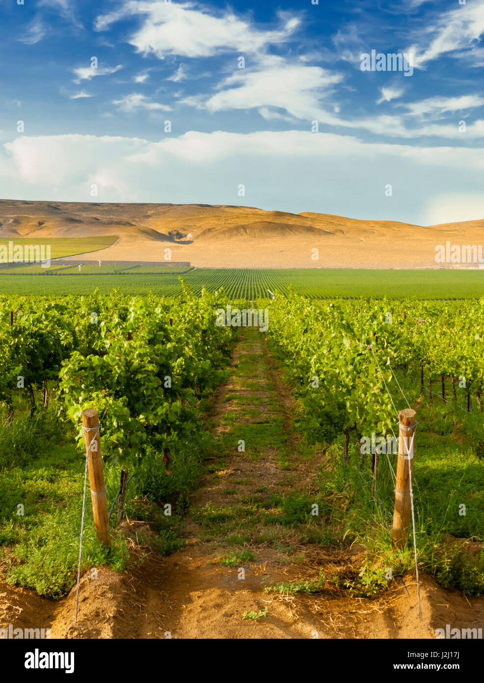 Mattawa stone tree hi-res stock photography and images - Alamy