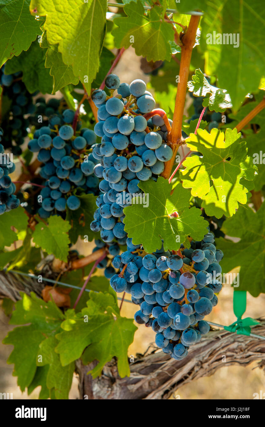 Usa, Washington State, Red Mountain. C Winemaker with merlot grapes in ...