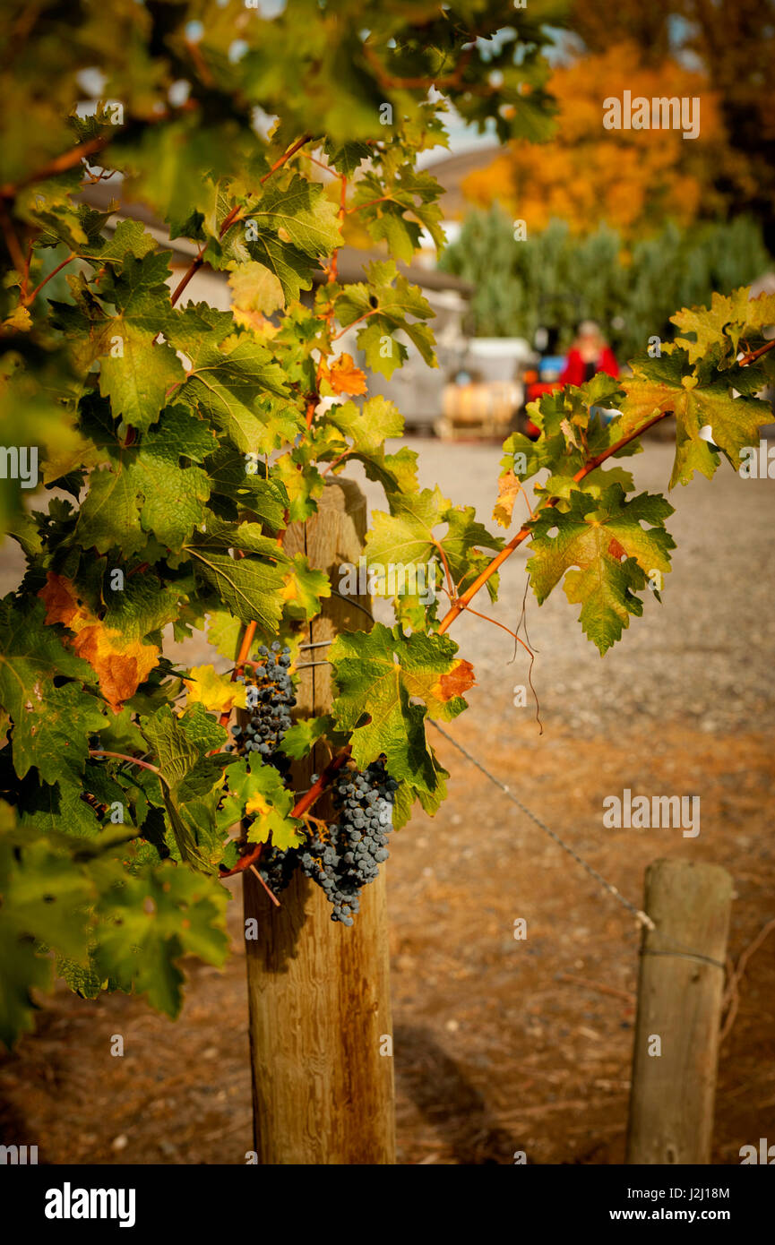 Usa, Washington State, Red Mountain. Cabernet Sauvignon grapes at ...