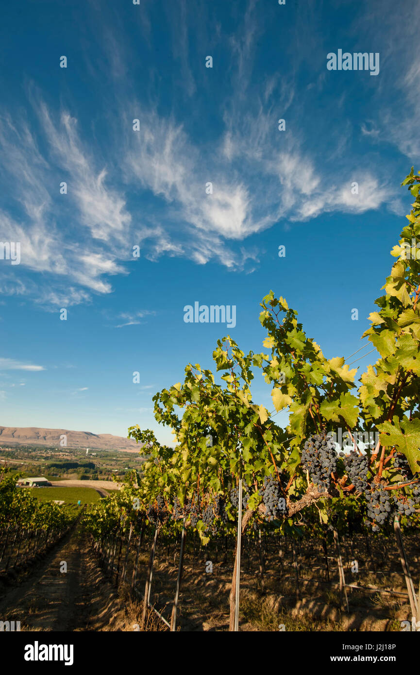 Usa, Washington State, Red Mountain. Cabernet Sauvignon grapes from ...