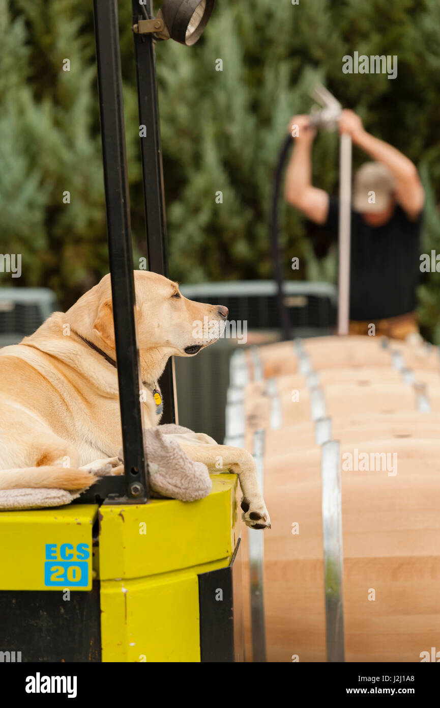 Usa, Washington State, Red Mountain. Riley the wine dog observes crush ...